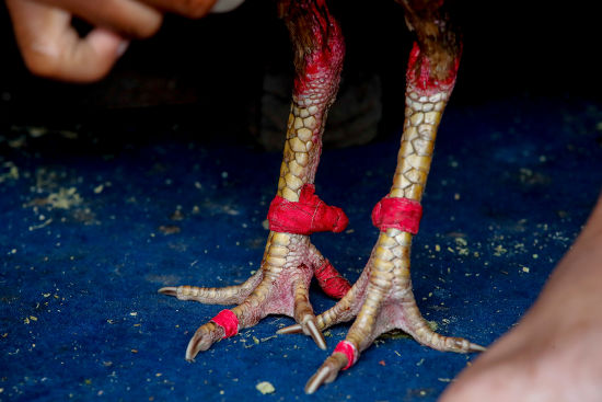 View Fighting Rooster Back Spurs Claws Editorial Stock Photo - Stock ...