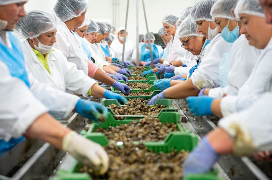 Snail Meat Selected According Size After Editorial Stock Photo - Stock ...