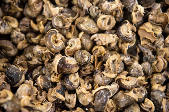 Snail Meat Seen After Removed Shells Editorial Stock Photo - Stock ...
