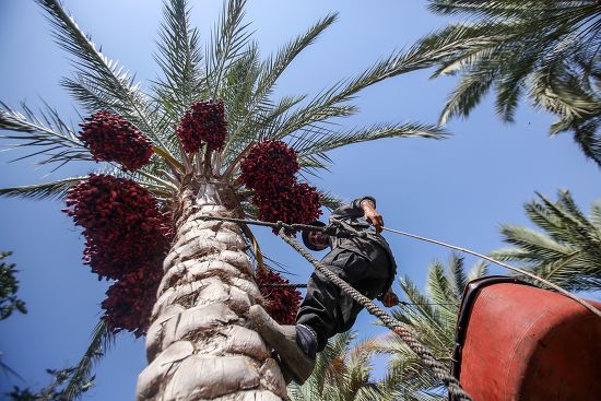 Palestinians Pick Red Dates Palm Trees Editorial Stock Photo - Stock ...