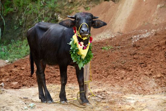 Animal Sacrifice During Durga Puja Festival Editorial Stock Photo ...
