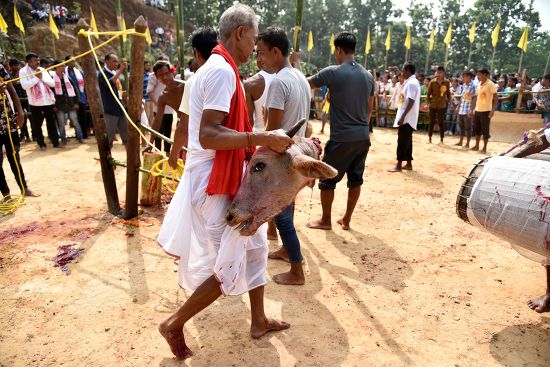 Animal Sacrifice During Durga Puja Festival Editorial Stock Photo ...
