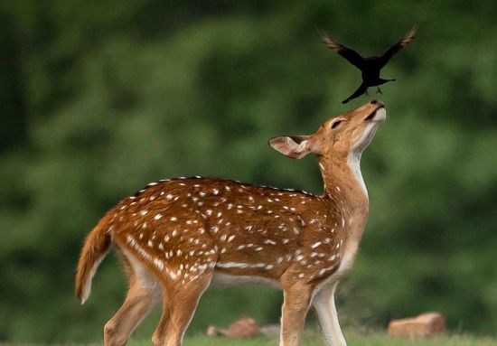 Spotted Deer Drongo Bird Editorial Stock Photo - Stock Image | Shutterstock
