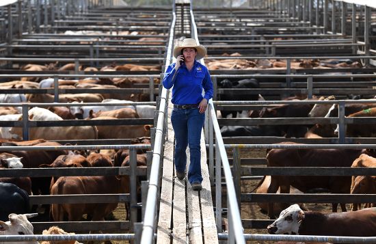 Livestock Agent Sarah Packer Before Auction Editorial Stock Photo ...
