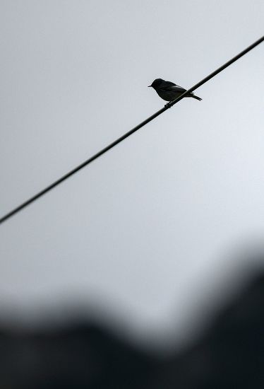 Bird Sits On Powerline Prior Start Editorial Stock Photo - Stock Image ...