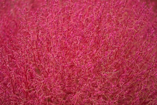Kochia Bassia Scoparia Kind Tumbleweed Bushes Editorial Stock Photo ...