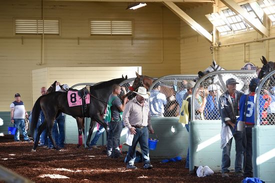 Santa Anita Scene Saddling Stalls California Editorial Stock Photo ...