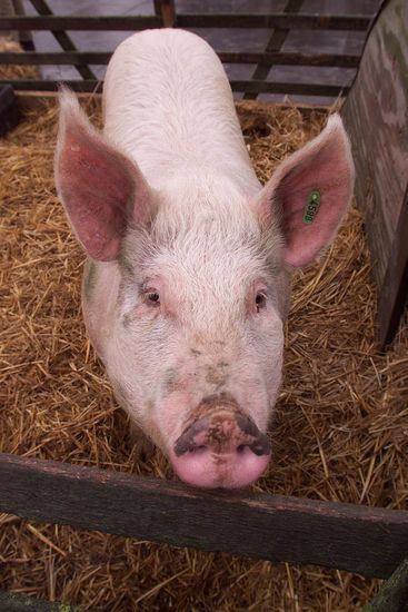Winnie Pig Launches Her Bid Become Editorial Stock Photo - Stock Image ...