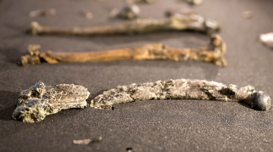 Bones Previously Unknown Primate Species Danuvius Editorial Stock Photo ...