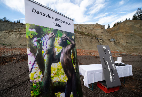 Replic Danuvius Guggenmosi Displayed Clay Pit Editorial Stock Photo - Stock Image | Shutterstock