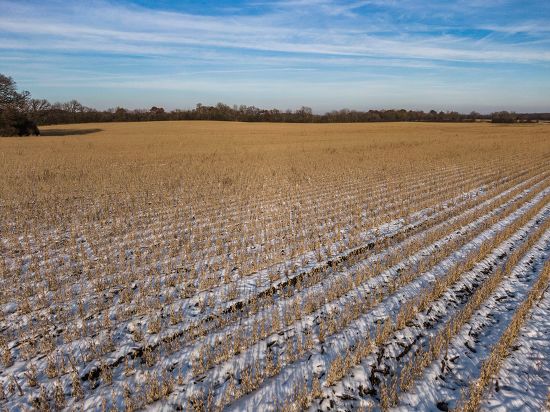 Aerial Photo Made Drone Shows Unharvested Editorial Stock Photo - Stock ...