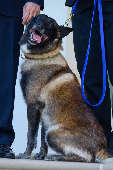 Conan United States Army Dog That Editorial Stock Photo - Stock Image ...
