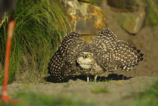 Burrowing Owl Opens Wings Shows Defensive Editorial Stock Photo - Stock ...