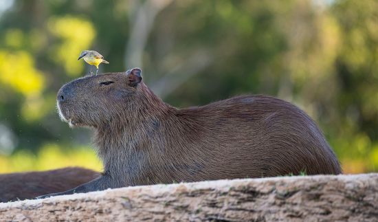 Brazilian Cleaner Bird Capybara Editorial Stock Photo - Stock Image ...
