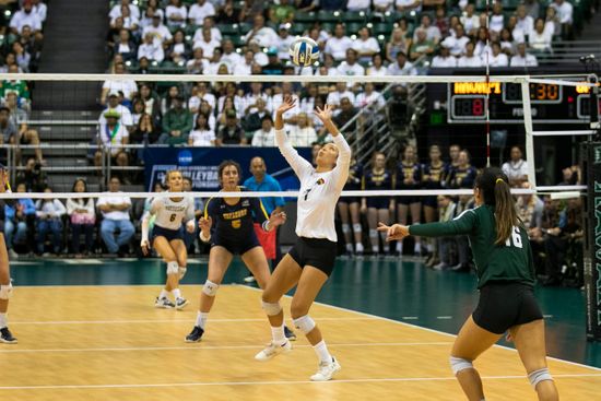 Hawaii Setter Bailey Choy 7 Sets Editorial Stock Photo - Stock Image ...