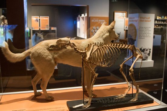 Dingo Skeleton Dogs Story Our Best Editorial Stock Photo - Stock Image ...