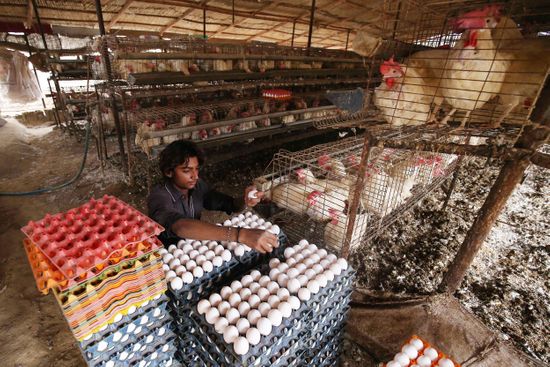 Laborer Collects Eggs Poultry Farm Karachi Editorial Stock Photo ...