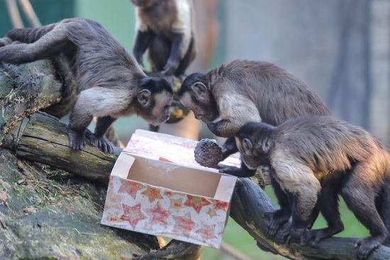 Capuchin Monkeys Look Into Christmas Gift Editorial Stock Photo - Stock ...