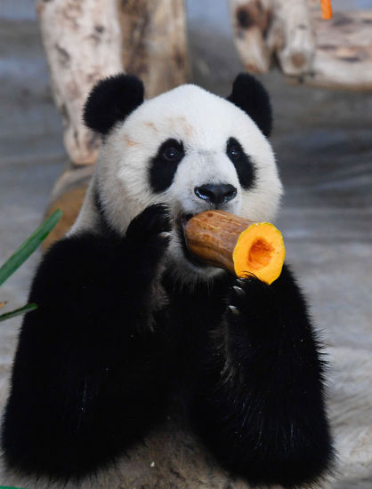 Giant Panda Gong Gong Eats Pumpkin Editorial Stock Photo - Stock Image ...