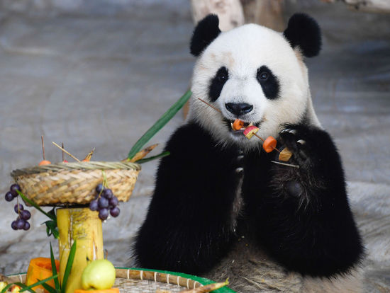 Giant Panda Gong Gong Eats Sticks Editorial Stock Photo - Stock Image ...