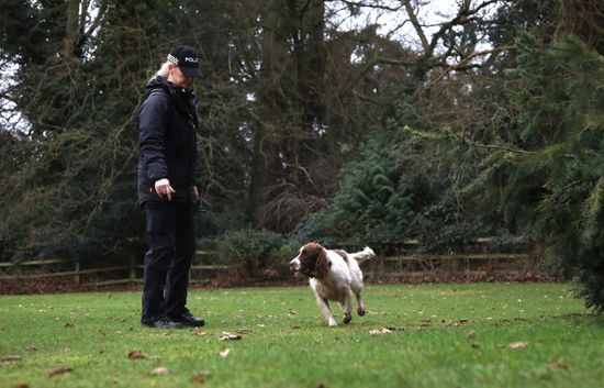Police Search Dog Doing Security Checks Editorial Stock Photo - Stock ...
