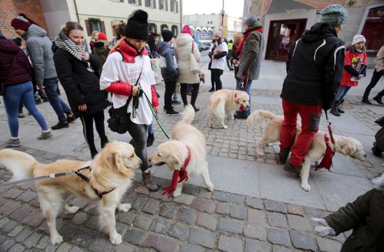 Golden Retrievers Help Raise Funds Great Editorial Stock Photo - Stock ...