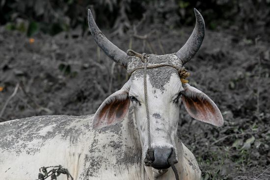 Ashcovered Cow Seen Taal Volcano Erupts Editorial Stock Photo - Stock ...