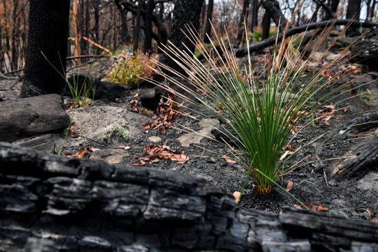 Regrowth Plants Seen Bushland That Destroyed Editorial Stock Photo ...