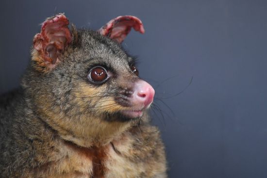 Brushtail Possum Whose Ears Legs Have Editorial Stock Photo - Stock ...