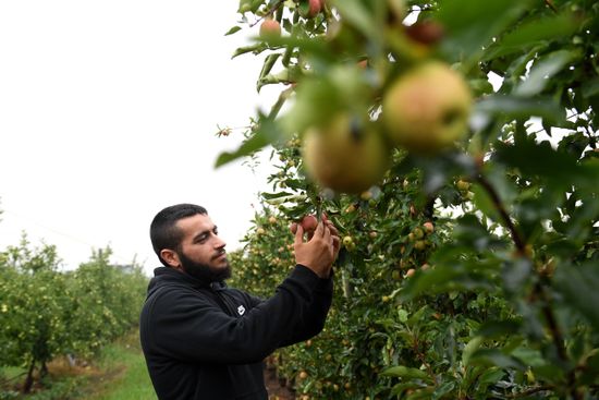 James Tadrosse Inspects Apple Trees That Editorial Stock Photo - Stock ...