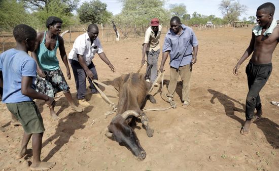 Villagers Watch Starving Cow Struggles Stand Editorial Stock Photo ...