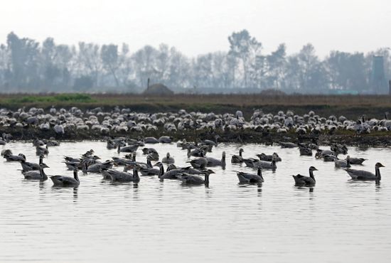 Migratory Barheaded Geese Crowd Gharana Wetland Editorial Stock Photo ...