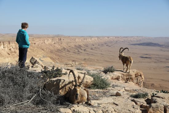 Boy Looks On Nubian Ibex View Editorial Stock Photo - Stock Image ...