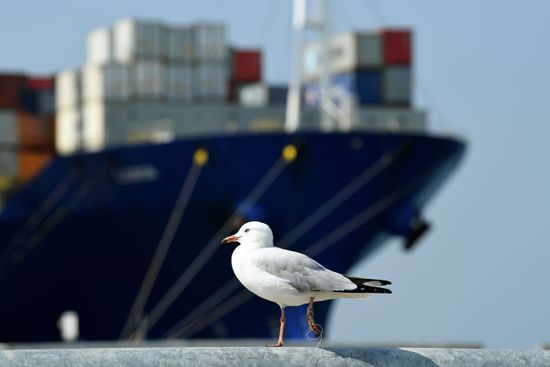 Seagull Pictured Front Container Ship Being Editorial Stock Photo ...