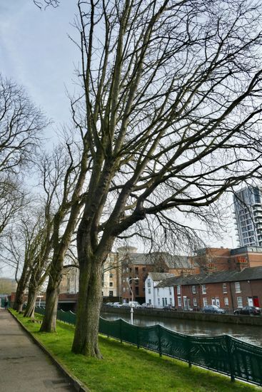 Historic Chestnut Trees Chestnut Walk Be Editorial Stock Photo - Stock ...
