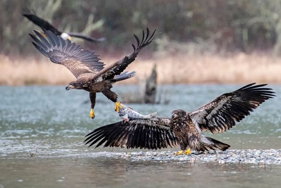 Juveniles Brown Head Fight Over Fish Editorial Stock Photo - Stock ...