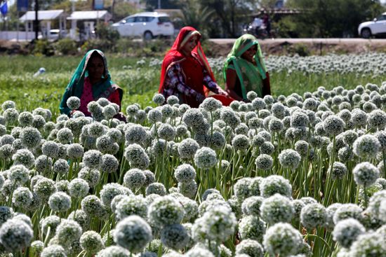 Indian Farmers Cultivate Onion Farm On Editorial Stock Photo - Stock ...