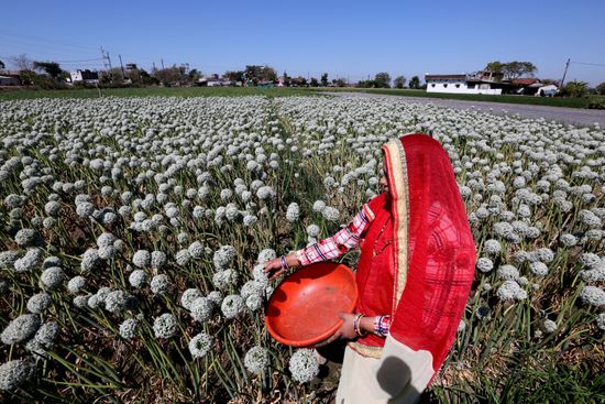 Indian Farmers Cultivate Onion Farm On Editorial Stock Photo - Stock ...