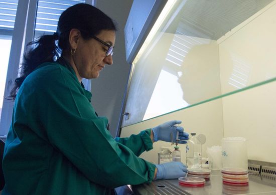Researcher Work Laboratory Clinical Microbiology Virology Editorial ...