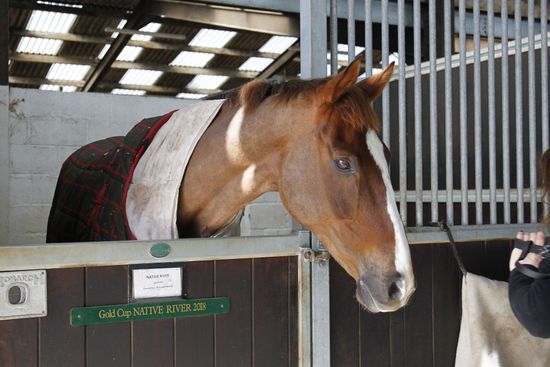 Gold Cup Winner Native River Colin Editorial Stock Photo - Stock Image ...