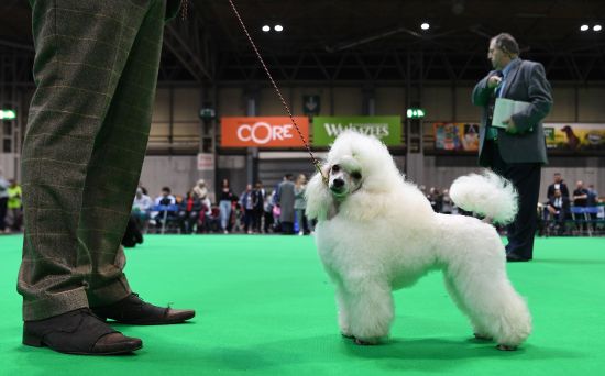 Dog Owner His Toy Poodle Crufts Editorial Stock Photo - Stock Image ...