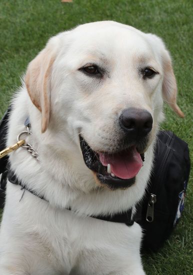 Rory Dog Editorial Stock Photo - Stock Image | Shutterstock