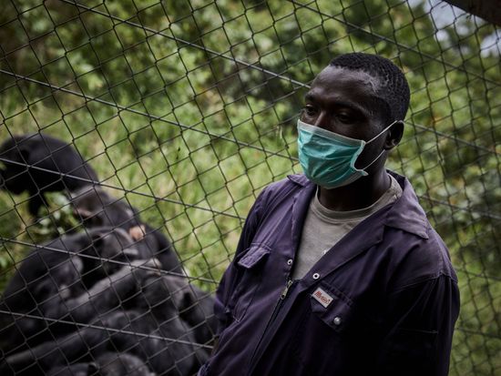 Simon Ngabo Caretaker Primates Stands Front Editorial Stock Photo ...