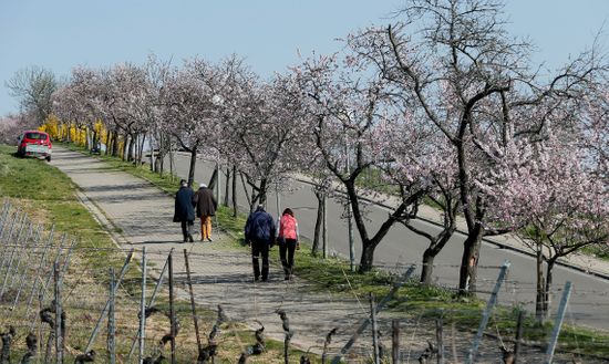 People Walk Along Road Lined Blossoming Editorial Stock Photo - Stock ...