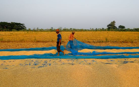 Peasant Dry Rice Paddy During Harvest Editorial Stock Photo - Stock ...