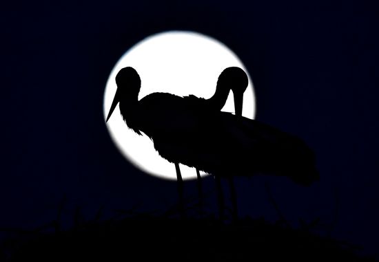 Super Pink Moon Rises Behind Storks Editorial Stock Photo - Stock Image ...