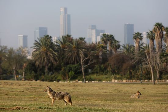 Jackals Roam Hayarkon Park Tel Aviv Editorial Stock Photo - Stock Image ...