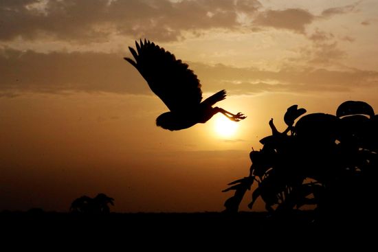 Owl Flies Away Tree Branch Cacay Editorial Stock Photo - Stock Image ...
