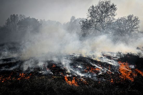 Meadows Burn During Forest Fire National Editorial Stock Photo - Stock ...