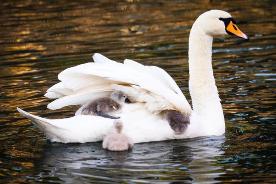 Cygnet Rides On Mothers Back Canal Editorial Stock Photo - Stock Image ...